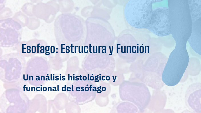 Esofago: Estructura y Función by carlos alberto losada ovalle on Prezi