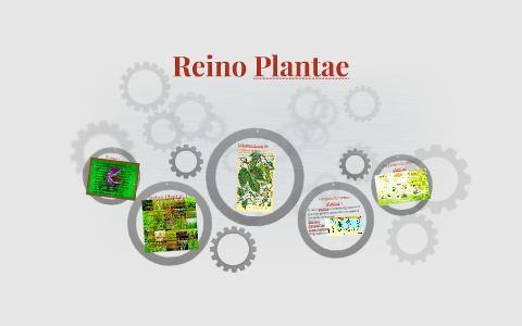 Reino Plantae by on Prezi