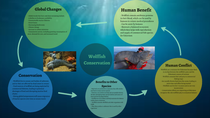 Bio mindmap by Ryan Steeves on Prezi