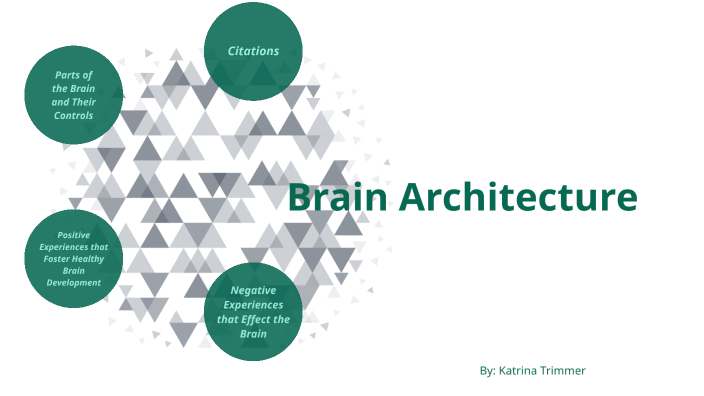 Brain Architecture by Katrina Trimmer on Prezi
