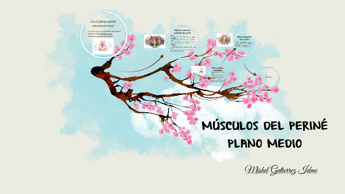 MÚSCULOS DEL PERINÉ by NELSY GUTIERREZ IDME on Prezi