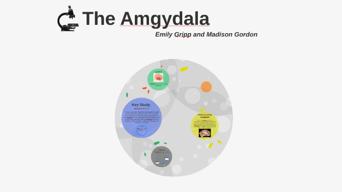 The Amgydala by Emily Gripp on Prezi