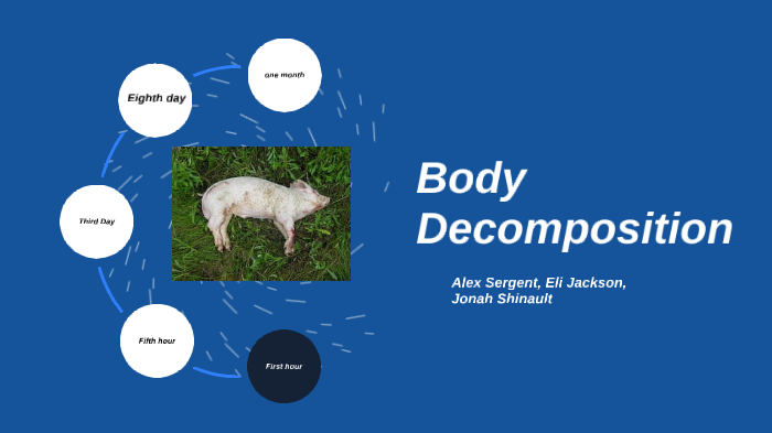 Body Decomposition Infographic by Sigismund The Fourth