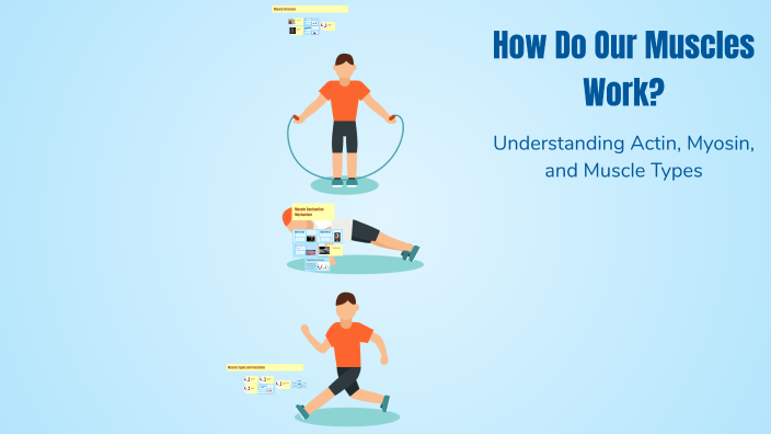How Do Our Muscles Work? by Nick Huber on Prezi
