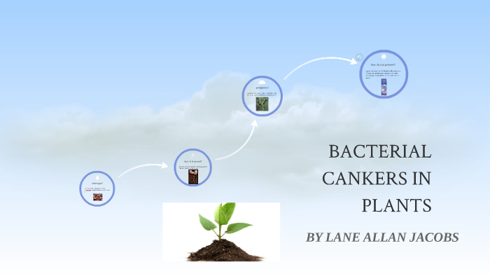 BACTERIAL CANKERS IN PLANTS by lane jacobs on Prezi
