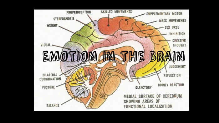 Emotions in the Brain by anna m on Prezi