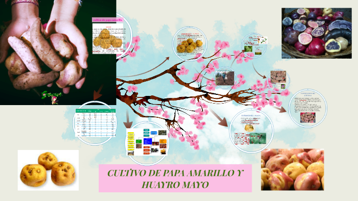 CULTIVO DE PAPA AMARILLO Y HUAYRO MAYO by isabel herrera castillo on Prezi