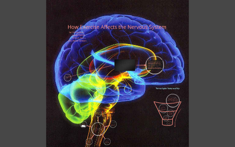 How Exercise Affects the Nervous System by Aaron S on Prezi