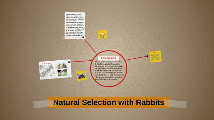 Natural Selection with Rabbits by Kade Anderson on Prezi