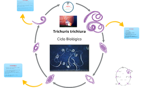 Trichuris trichiura by matheus laranjeira on Prezi