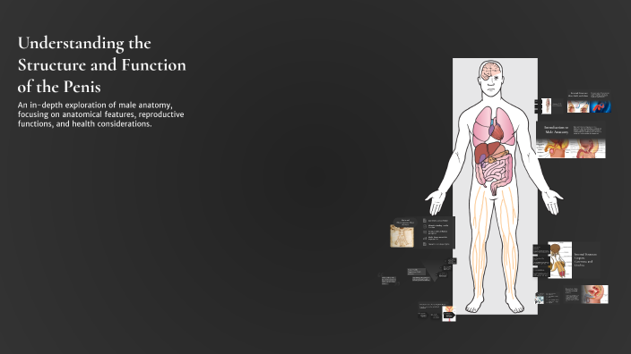 Understanding the Structure and Function of the Penis by Mauricio ...