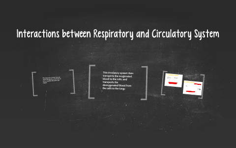 Interactions between Respiratory and Circulatory System by Sheradyn ...