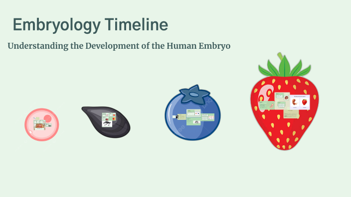 Embryology Timeline by Calla Lake on Prezi