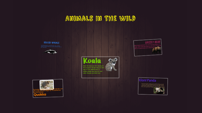 Animals In The Wild by Ruby Borland-Fraser on Prezi