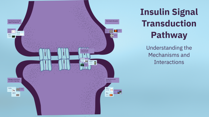 Insulin Signal Transduction Pathway by Claire Lashley on Prezi