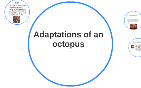 Adaptations of an octopus by Srujan Aggala on Prezi