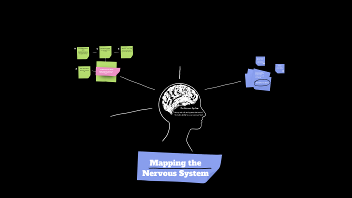 Mapping the Nervous System by SAMUEL SIMONS on Prezi
