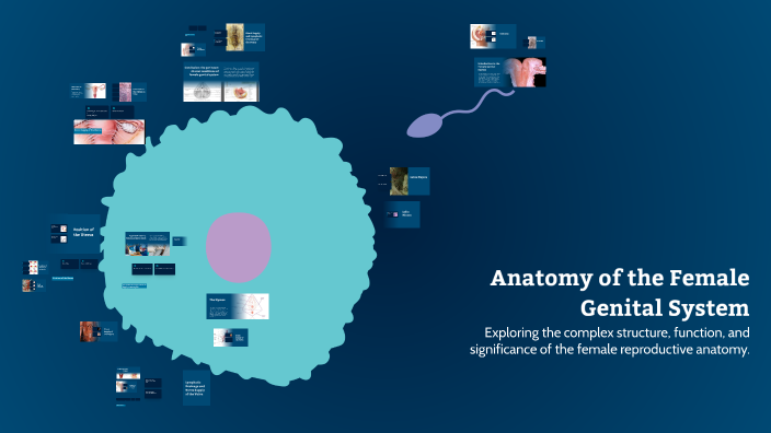 Anatomy of the Female Genital System by Fatima Asad on Prezi
