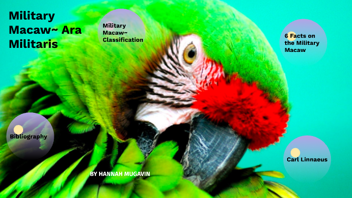 Military Macaw Classification by Hannah Mugavin on Prezi