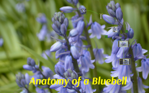 Anatomy of a Bluebell by Will Bellas on Prezi