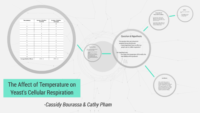 The Affect of Temperature on Yeast's Cellular Respiration by Cathy Pham ...