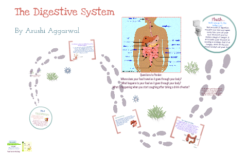 The DIgestive System by Mickey Mouse