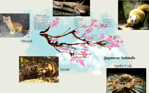 Japanese Animals by Tanya Swinton on Prezi