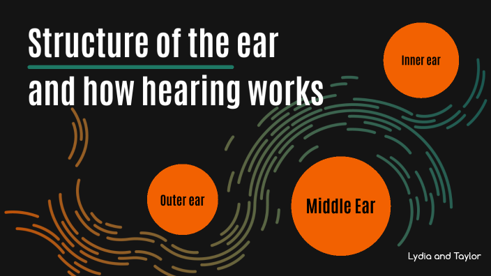 Structure of the ear by Lydia Stone on Prezi