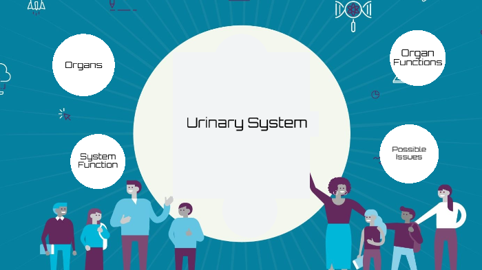 Urinary System Research by Caitlin Petit on Prezi