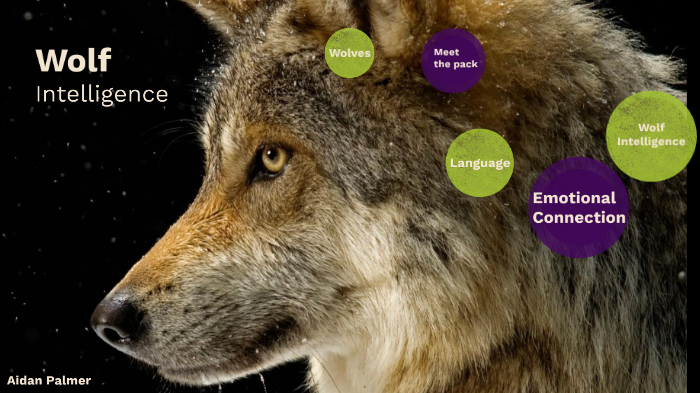 Wolf Intelligence by Aidan Palmer on Prezi