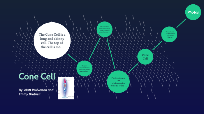 Specialized Cell Project by Matthew Wolverton on Prezi