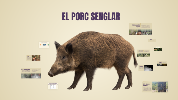 El Porc Senglar by Adrian Barbera on Prezi