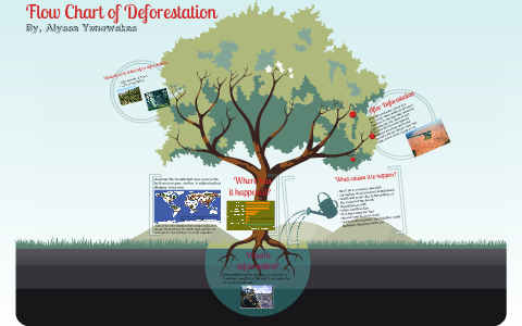 Flow Chart of Deforestation by Alyssa Yenowskas on Prezi