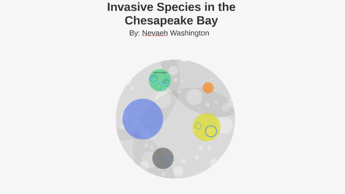Invasive Species in the Chesapeake Bay by Nevaeh Washington