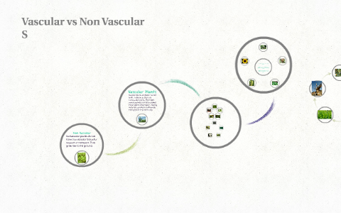 Vascular vs Non Vascular by W Holguin on Prezi