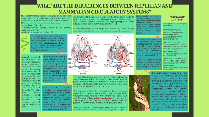 Cardiovascular system of snake vs mammal by Jade Deang on Prezi