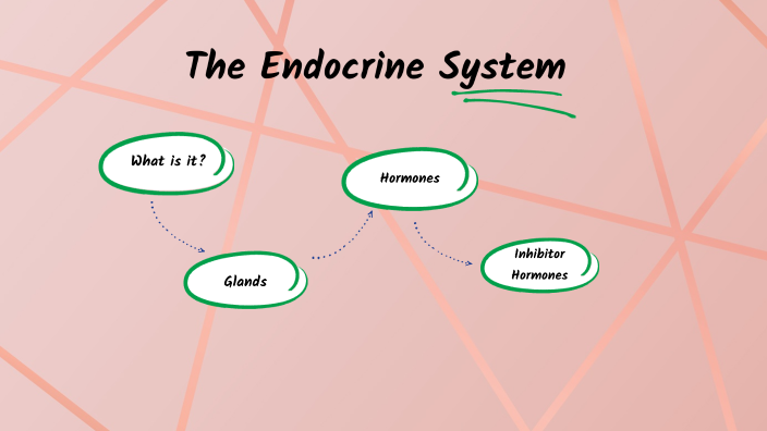 Lesson Plan; Endocrine System by Mandi Donegan on Prezi