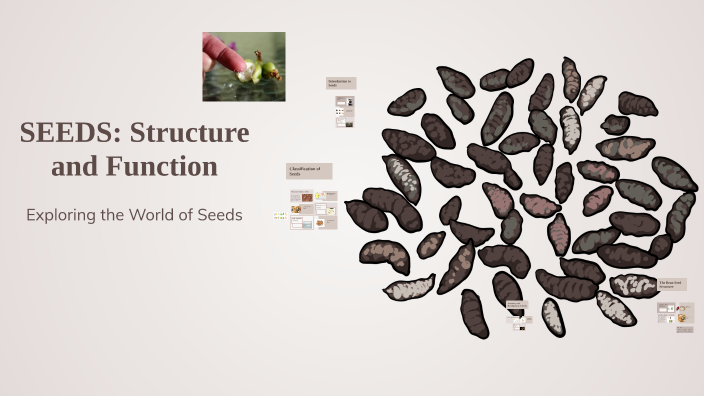 SEEDS: Structure and Function by SUSADHNA GURUNG on Prezi