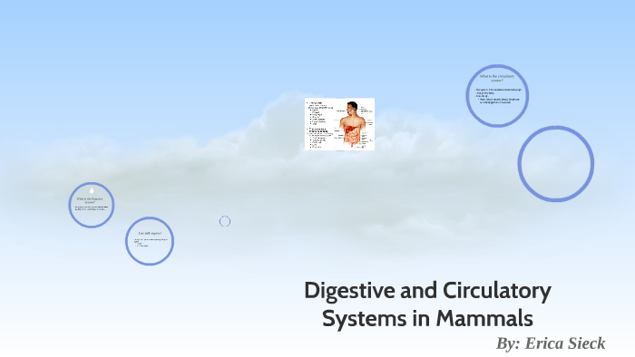 Digestive System and Circulatory System in the Human Body by Erica ...
