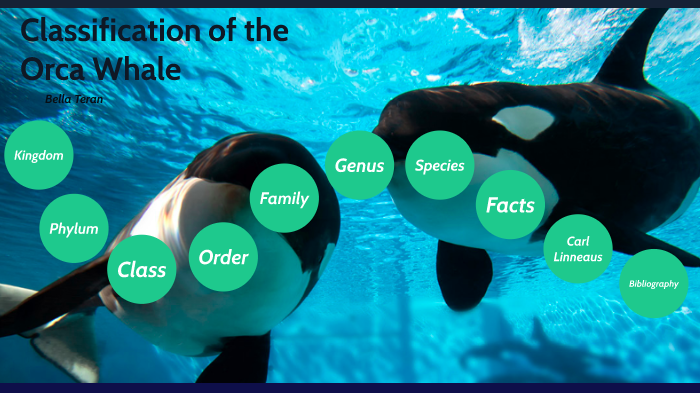 Orca Classification by bella teran on Prezi