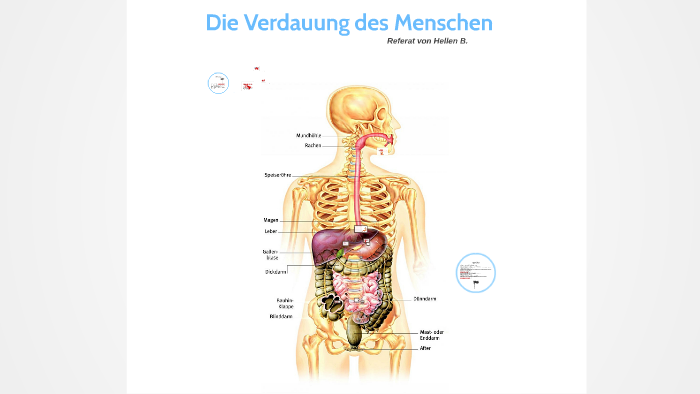 Die Verdauung des Menschen by H B on Prezi