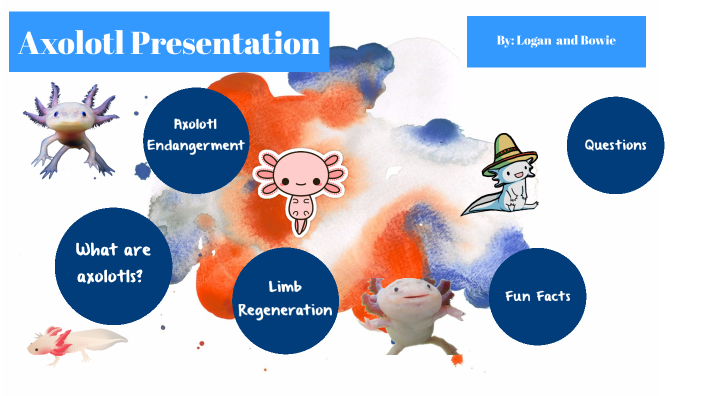 Logan & Bowie Axolotl Presentation 4th Grade)* by Logan Byrd on Prezi