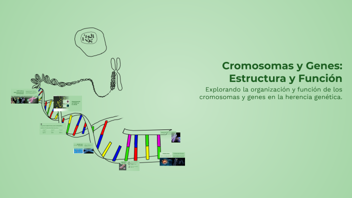 Cromosomas y Genes: Estructura y Función by adriana triviño on Prezi