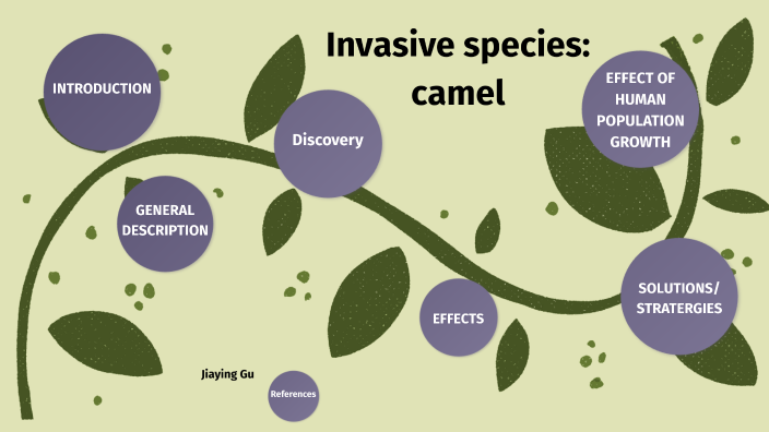 invasive species - feral camels by Gigi on Prezi