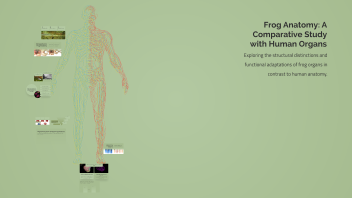 Frog Anatomy: A Comparative Study with Human Organs by Brittani Morgan ...