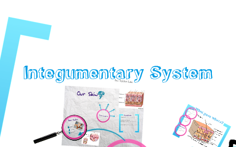 The Integumentary System by Taylor Law on Prezi