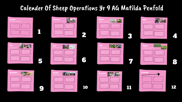 Calendar Of Sheep Operations by Matilda Penfold on Prezi