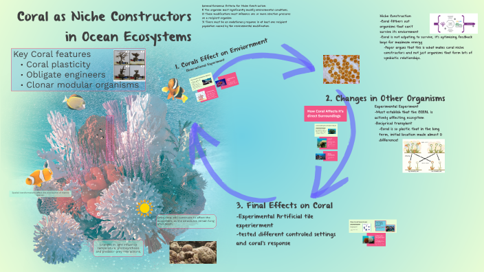 Coral as Niche Constructors in Ocean Ecosystems by Max Wang on Prezi