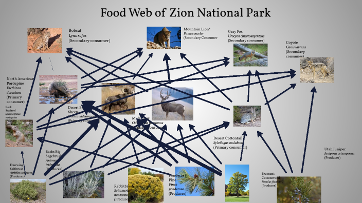 Zion National Park Food Web by APatel 00586 on Prezi