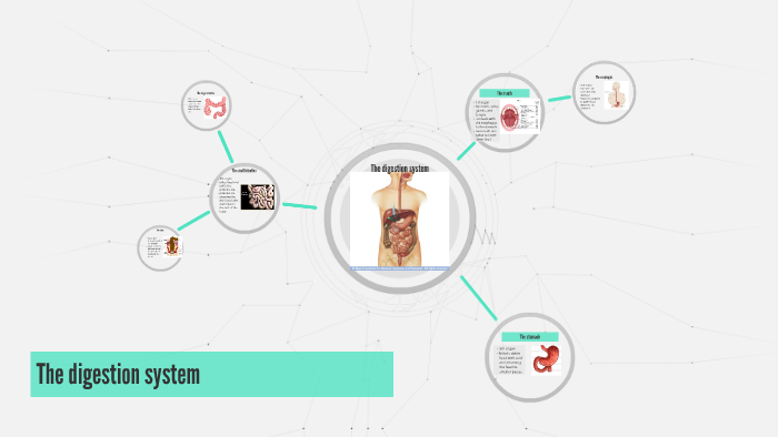 The digestion system by victor cervantes on Prezi